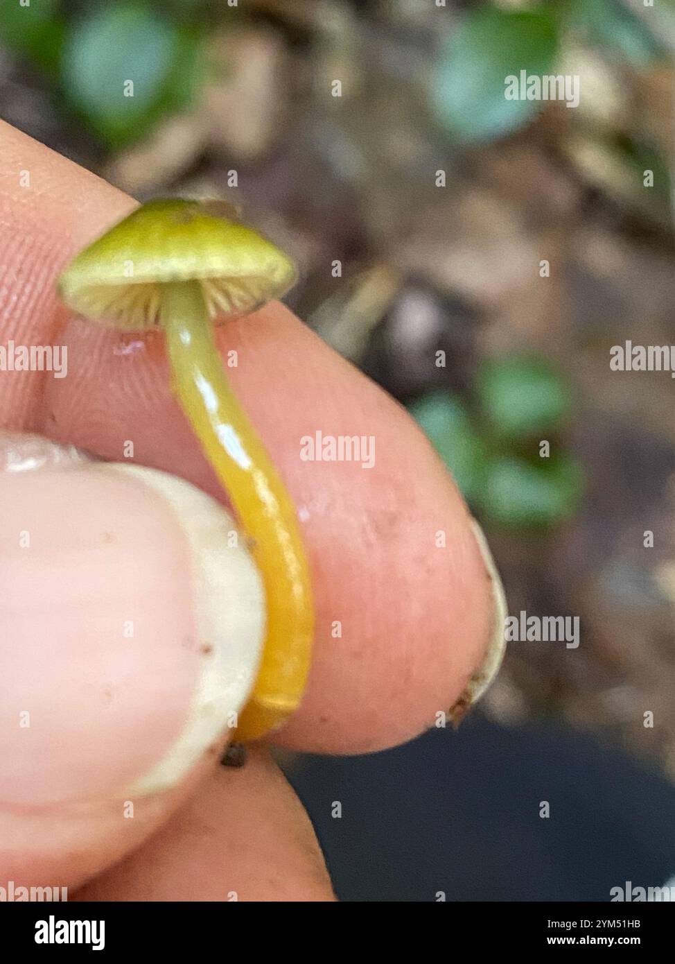 Parrot Mushroom (Gliophorus psittacinus Stock Photo - Alamy