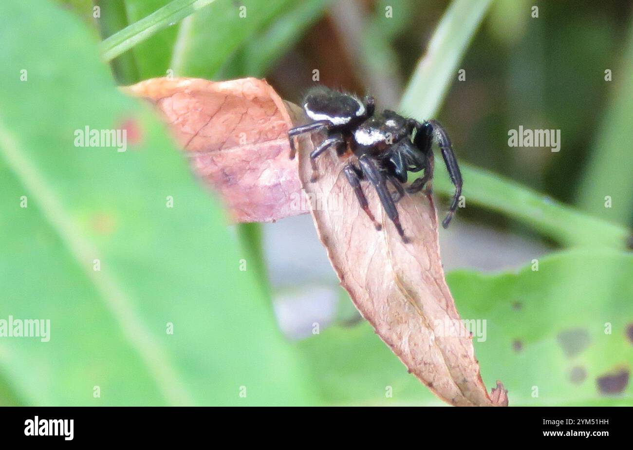 Bronze Jumping Spider (Eris militaris Stock Photo - Alamy