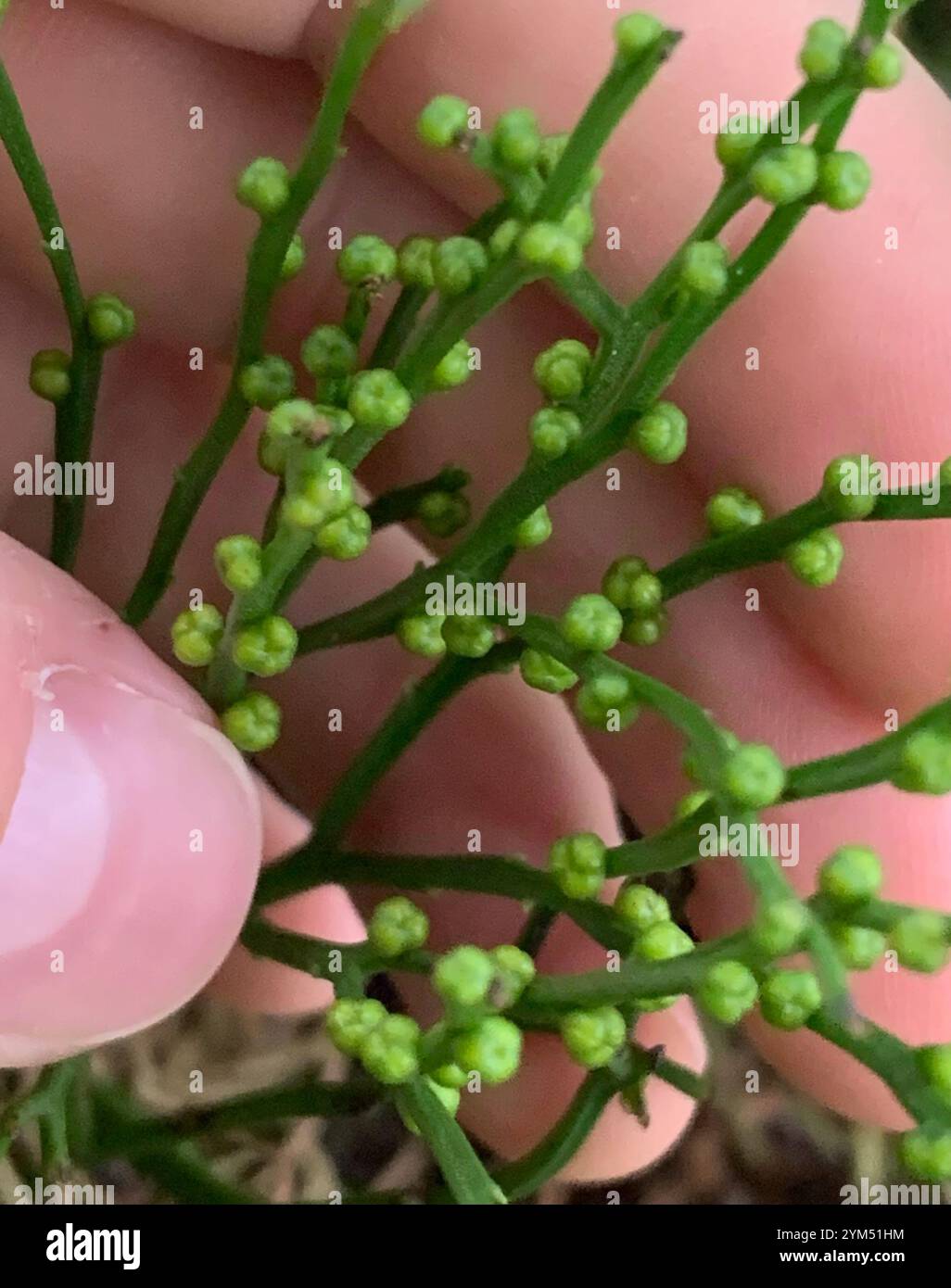skeleton fork fern (Psilotum nudum Stock Photo - Alamy