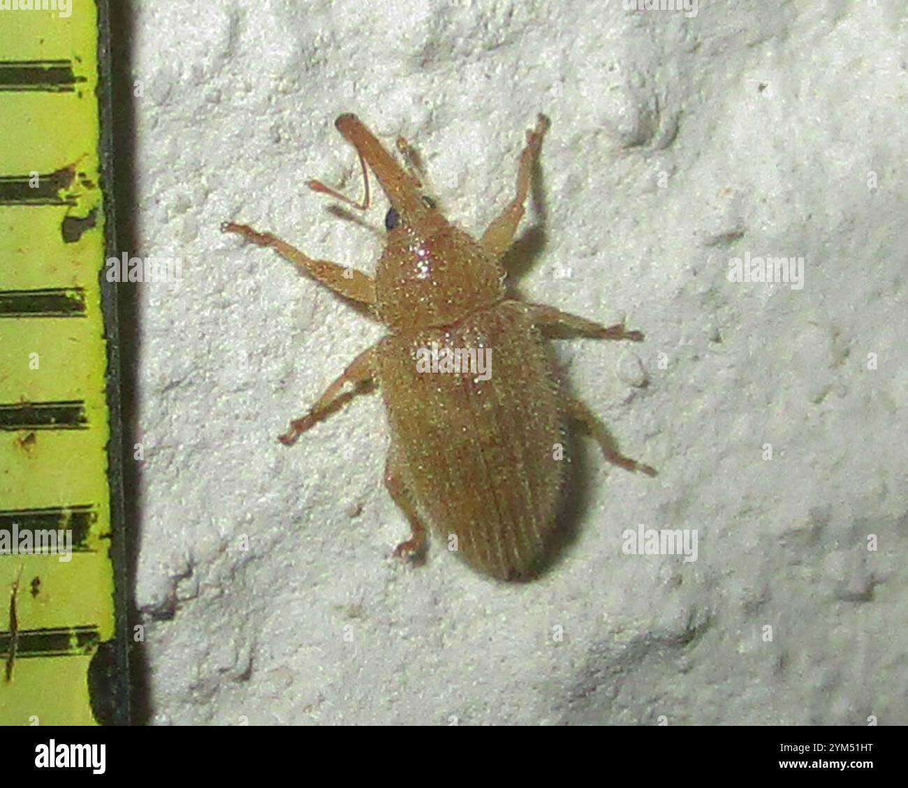 True Weevils (Curculionidae Stock Photo - Alamy