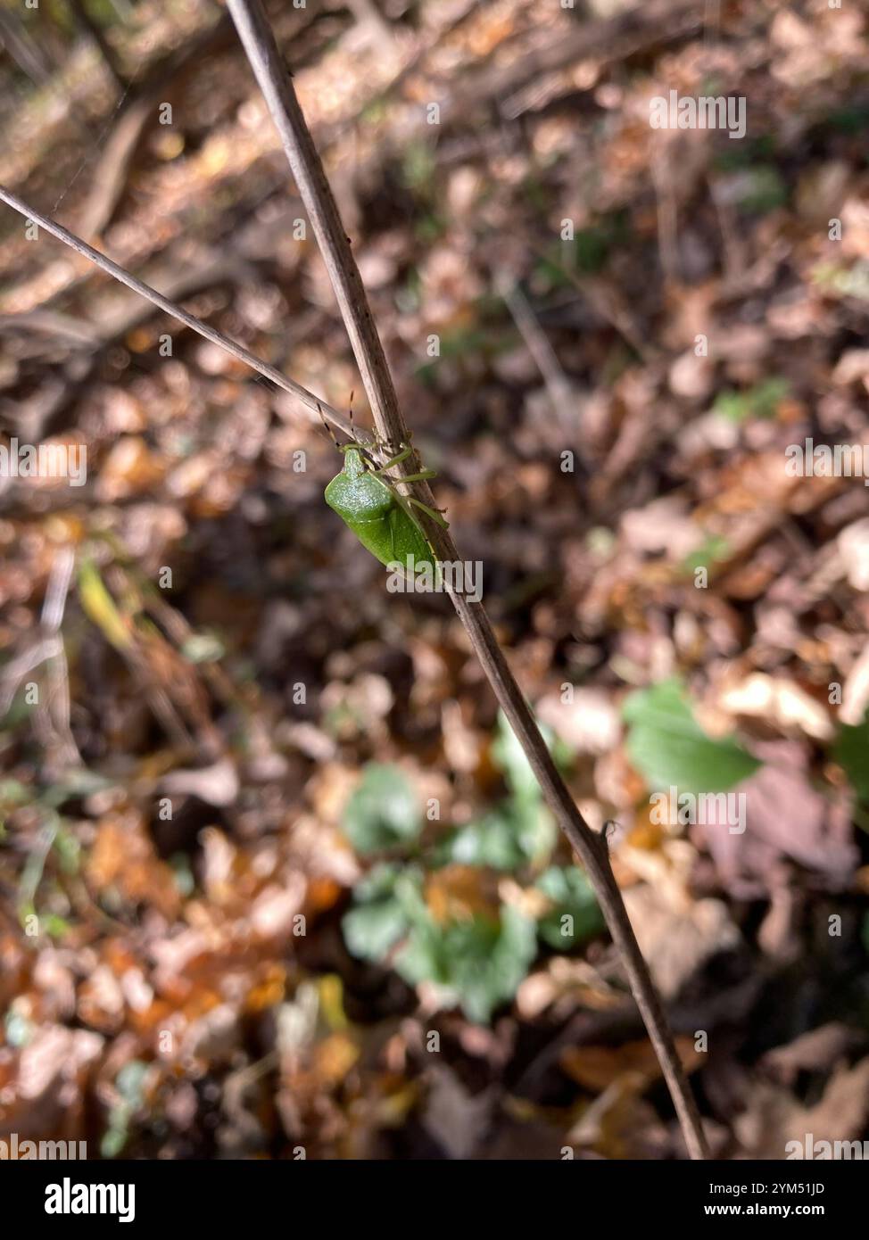 Green Stink Bug (Chinavia hilaris Stock Photo - Alamy