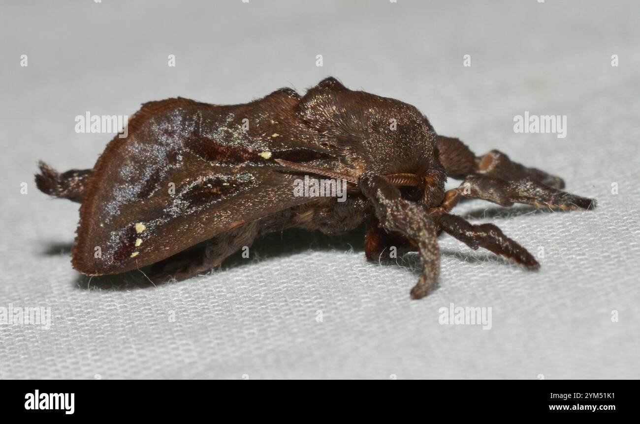 Saddleback Caterpillar Moth (Acharia stimulea Stock Photo - Alamy