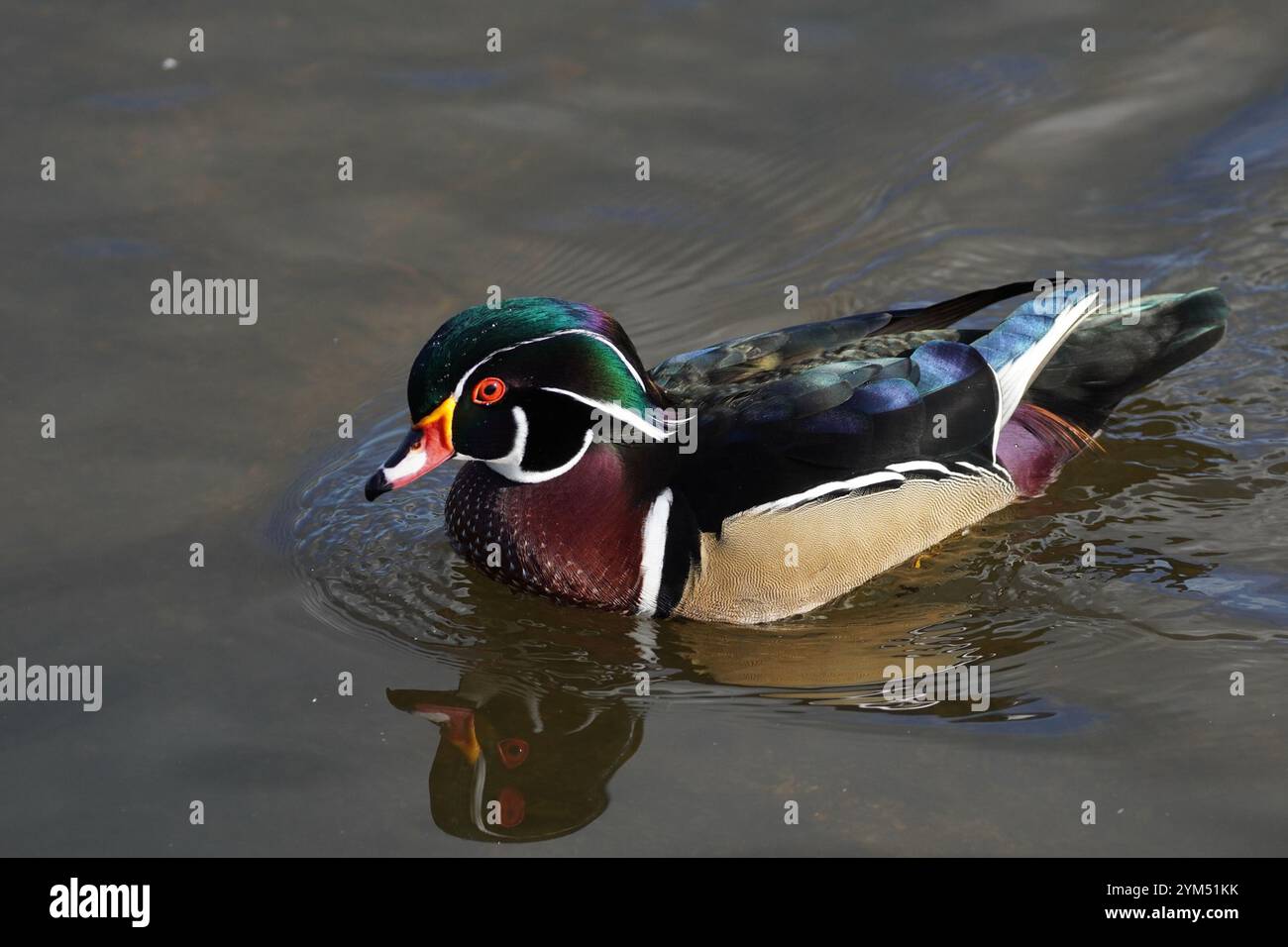 Wood Duck (Aix sponsa Stock Photo - Alamy