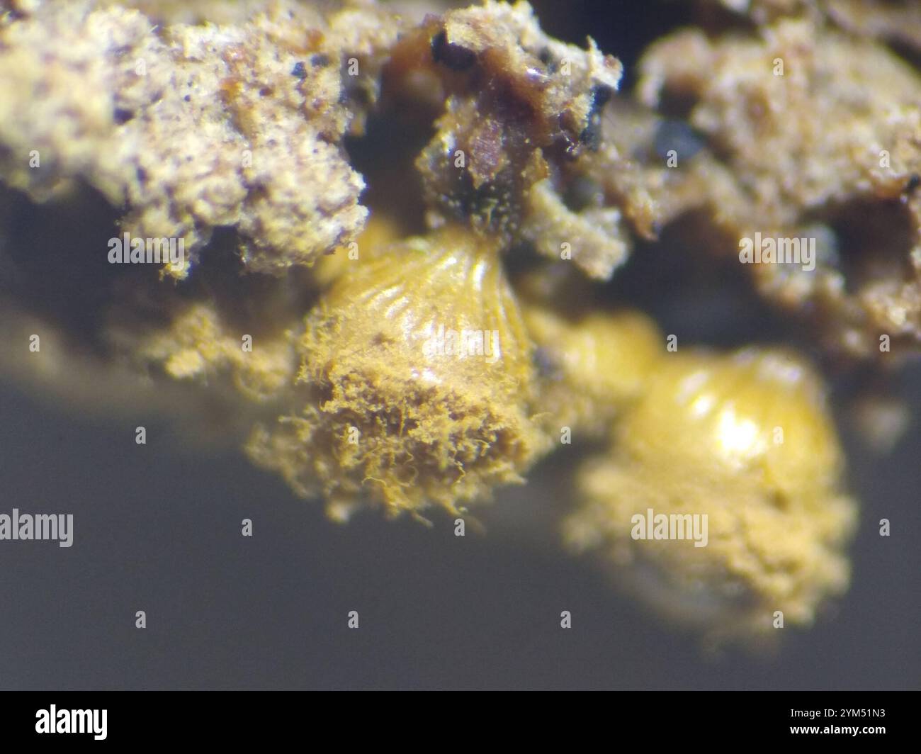 Trichia crateriformis hi-res stock photography and images - Alamy