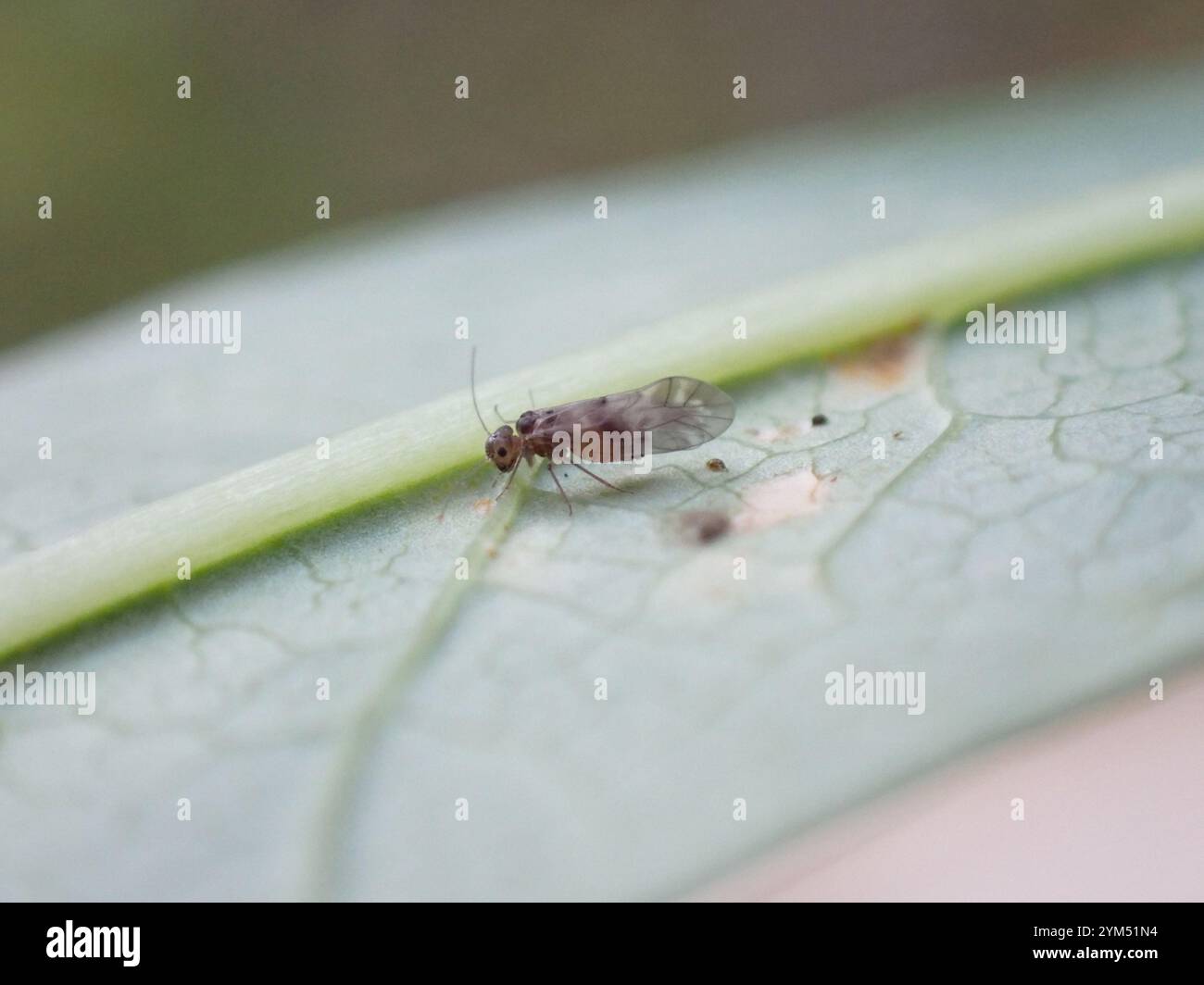 Barklice, Booklice, and Parasitic Lice (Psocodea Stock Photo - Alamy
