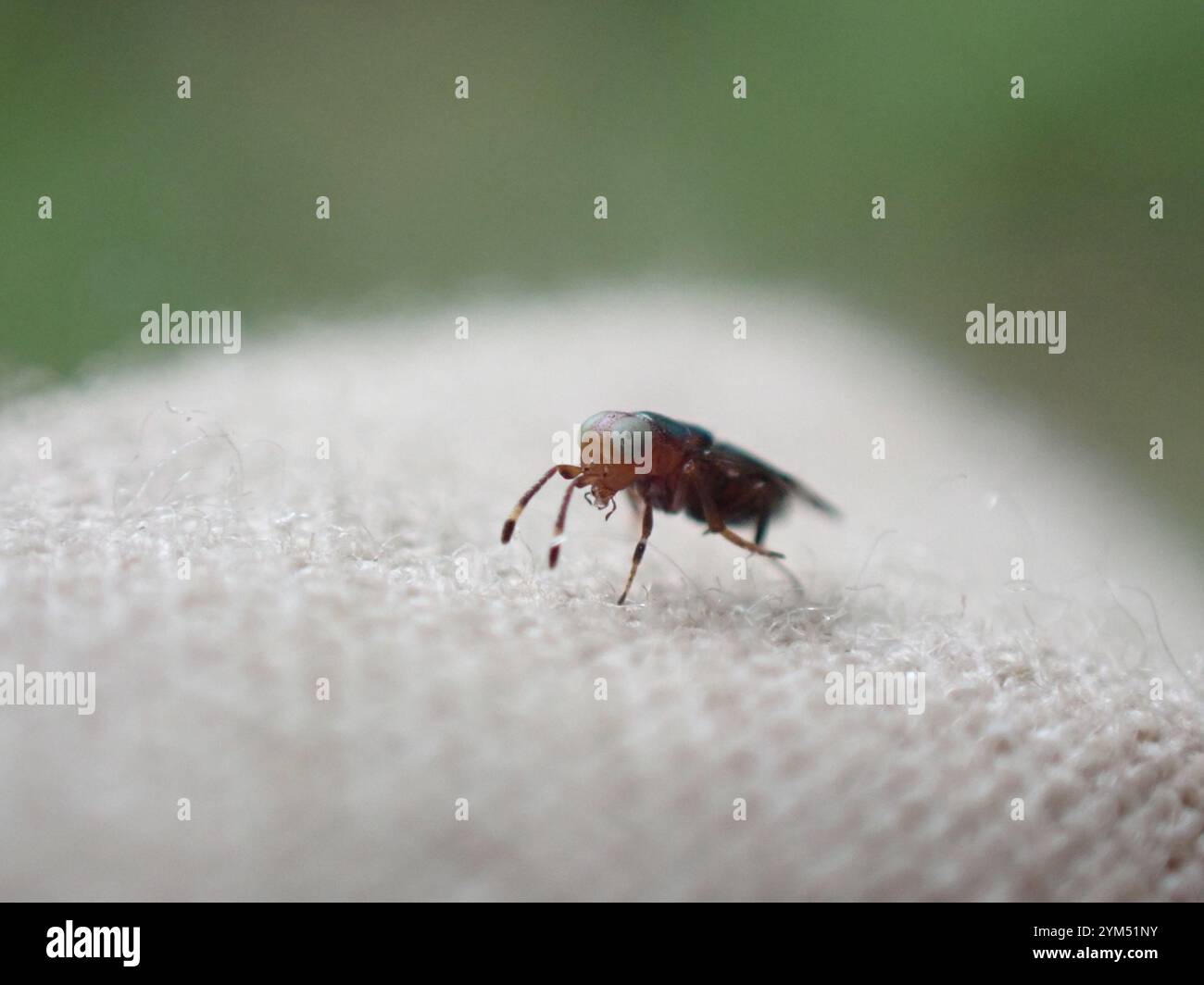 Encyrtidae hi-res stock photography and images - Alamy