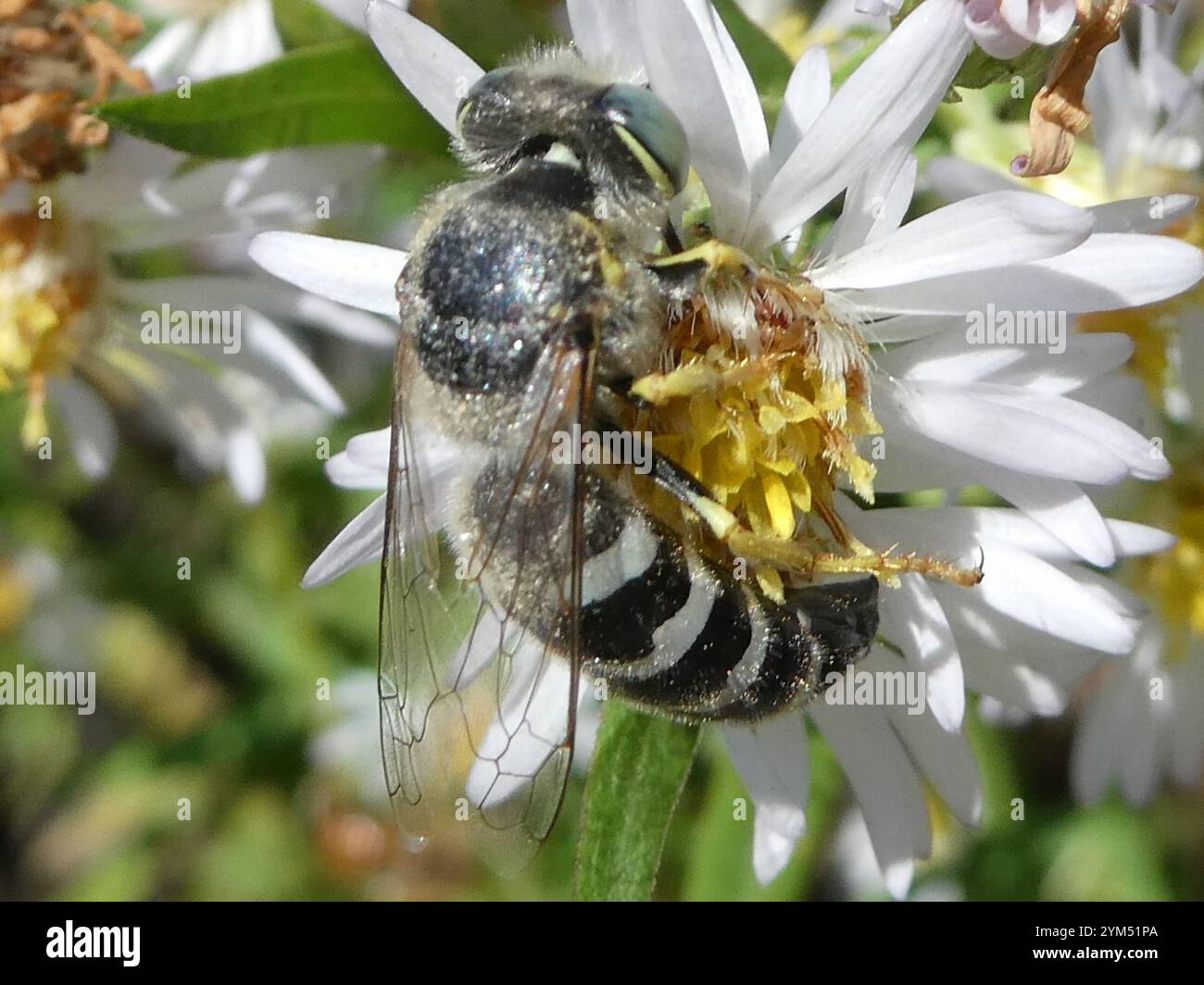 American Sand Wasp (Bembix americana Stock Photo - Alamy