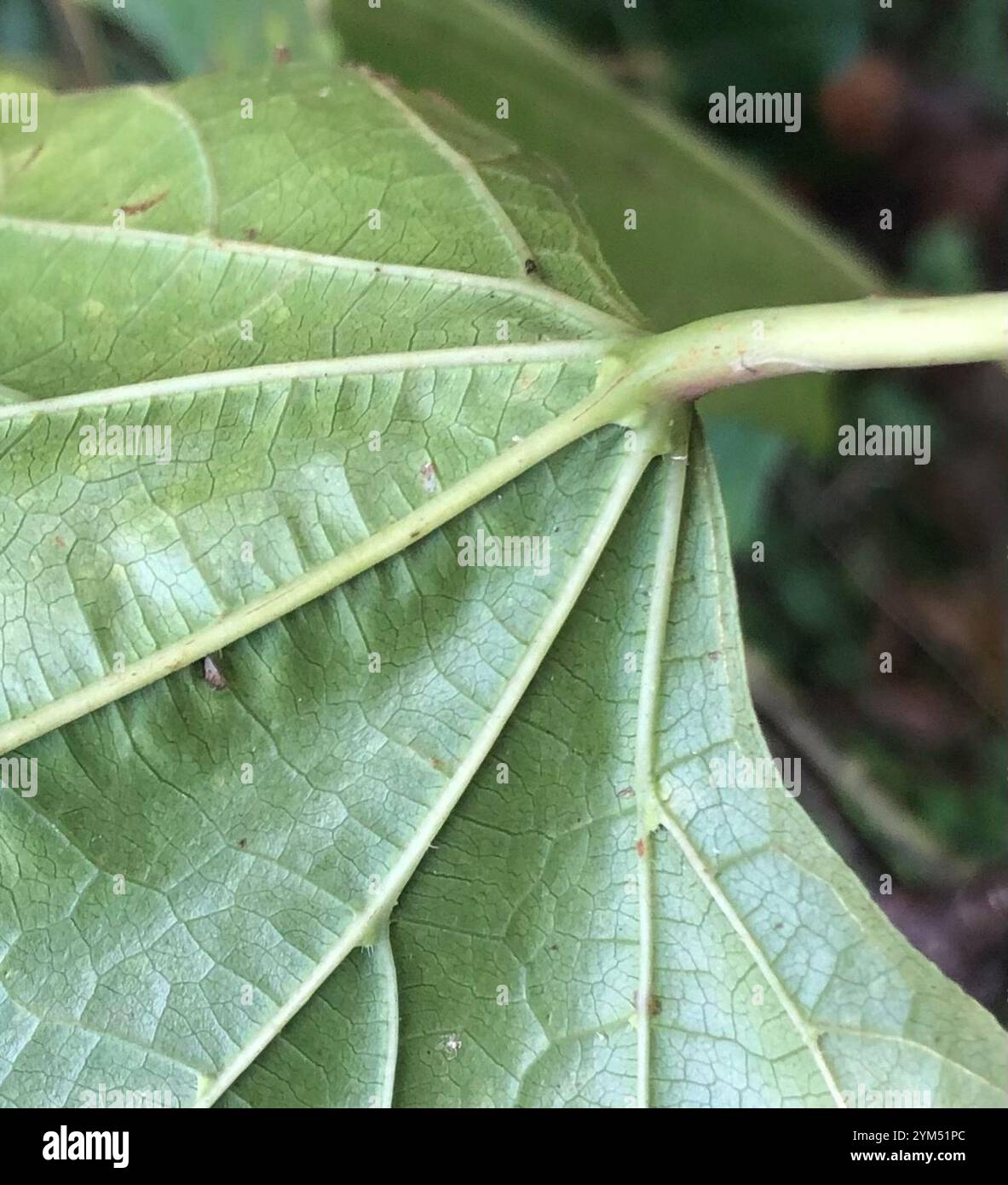 frost grape (Vitis vulpina Stock Photo - Alamy