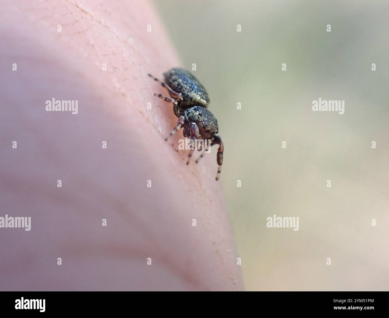 Leaf-beetle Jumping Spiders (Sassacus Stock Photo - Alamy
