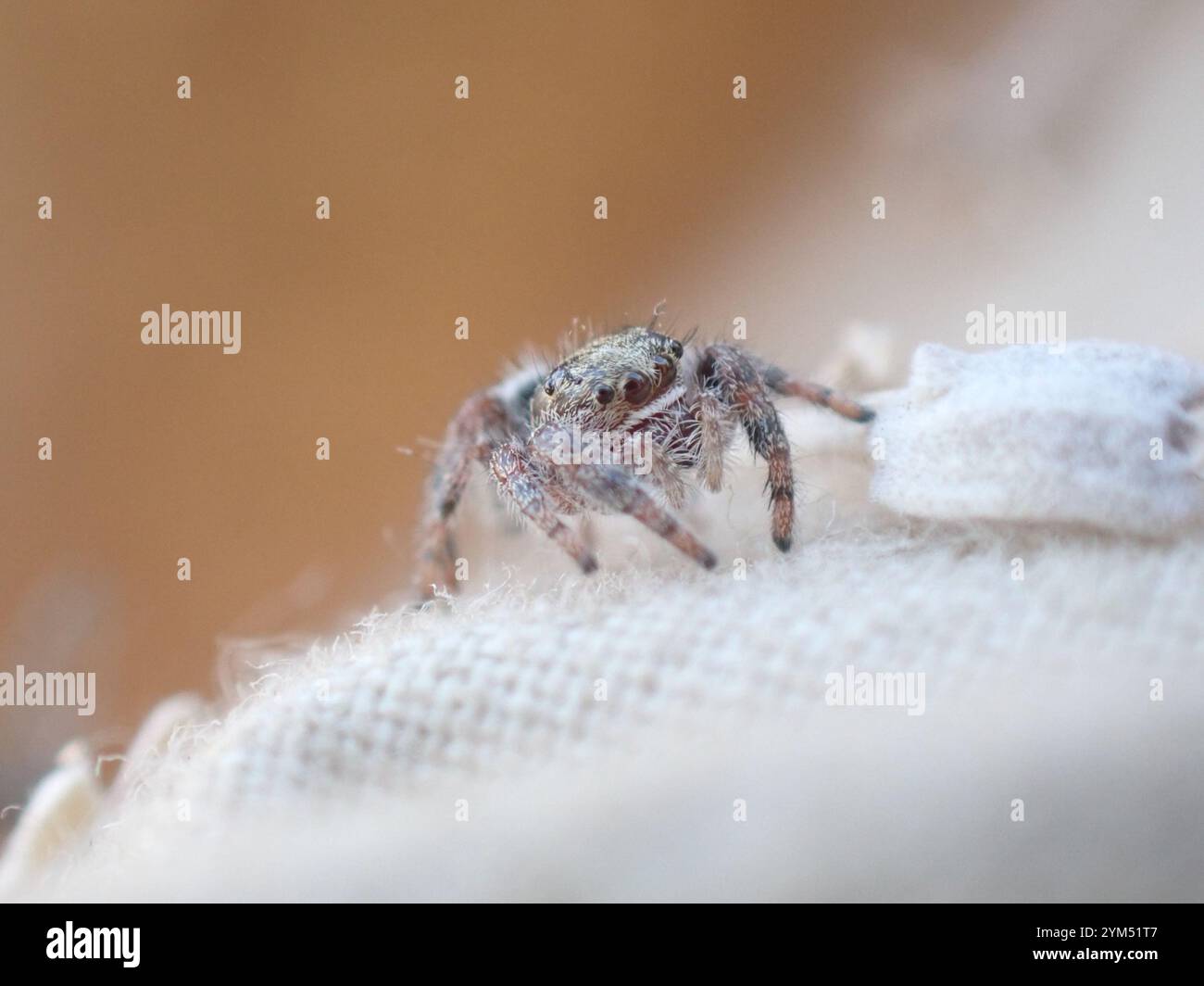 Marbled Purple Jumping Spider (Phidippus purpuratus Stock Photo - Alamy