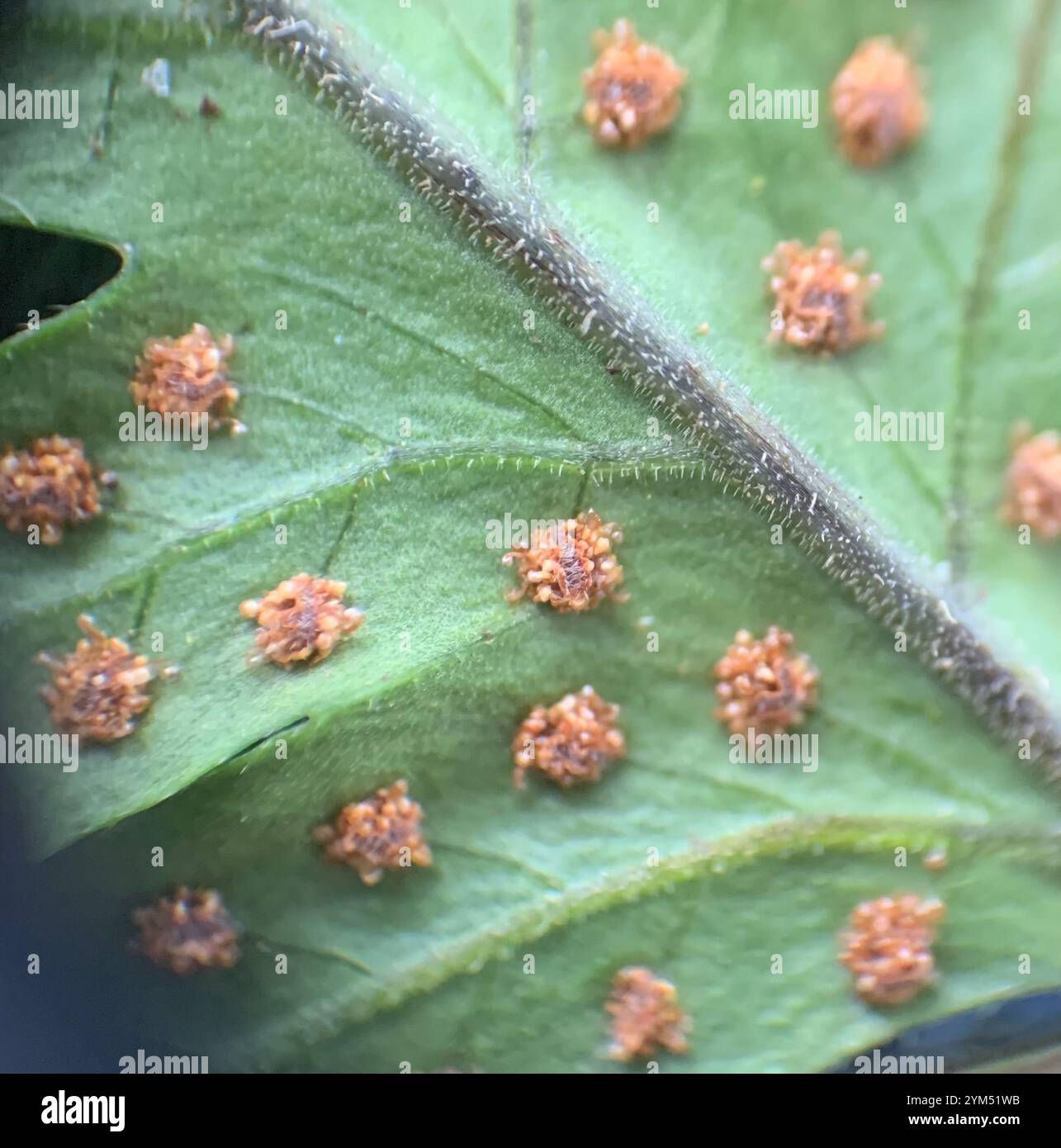 Soft Fern (Christella dentata Stock Photo - Alamy