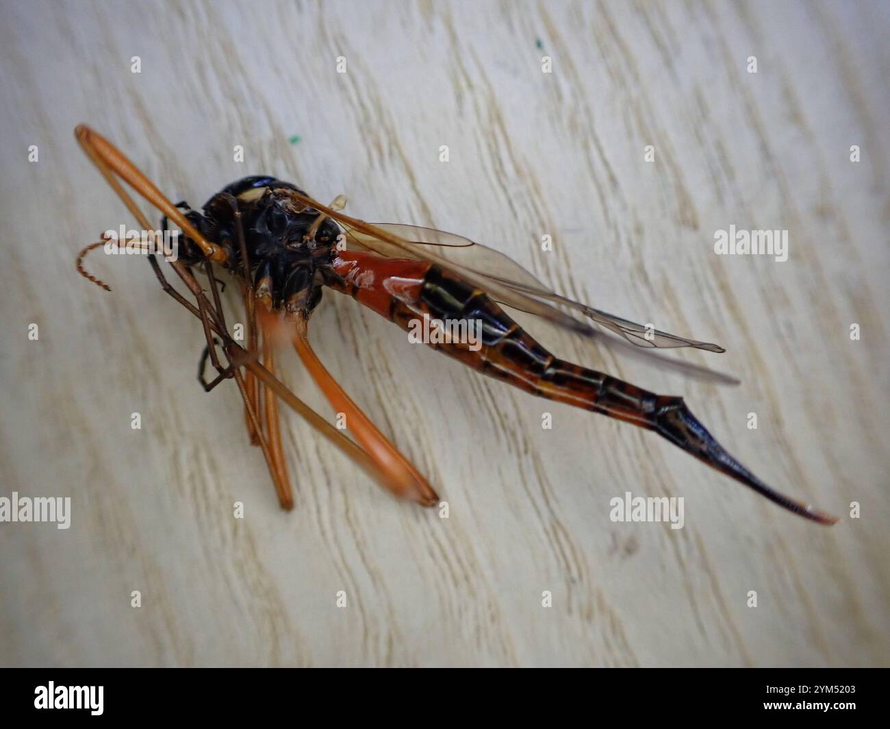 Giant Sabre Comb Horn Cranefly (Tanyptera atrata Stock Photo - Alamy