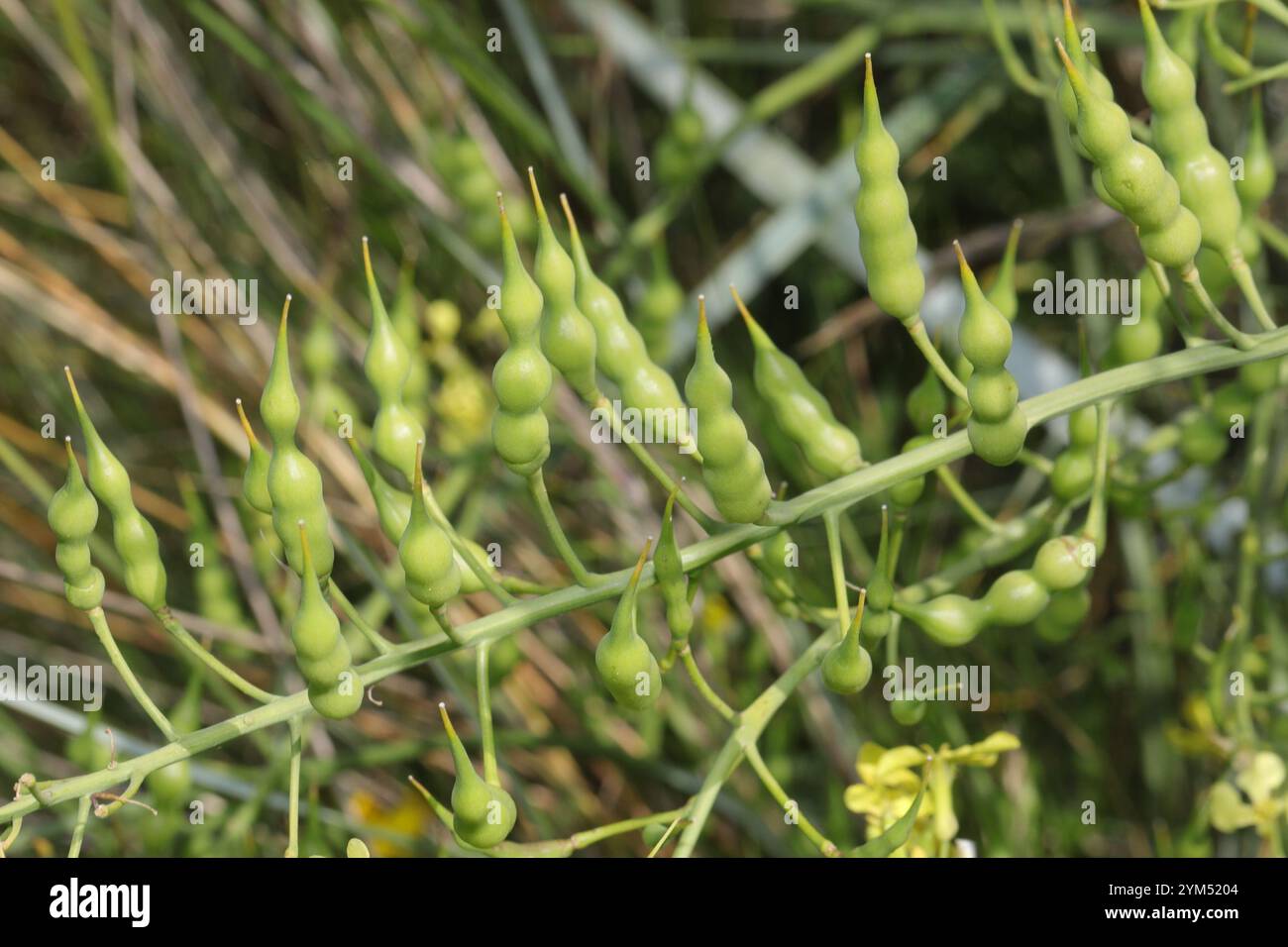 Mediterranean Radish (Raphanus raphanistrum landra Stock Photo - Alamy