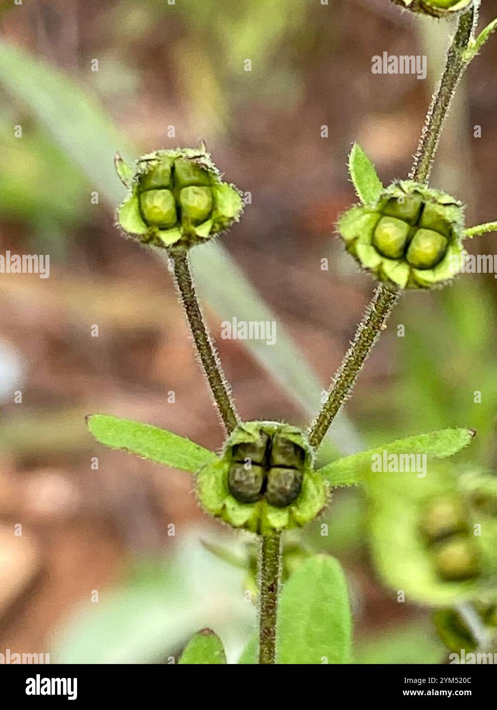 Blue Curls (Trichostema dichotomum Stock Photo - Alamy