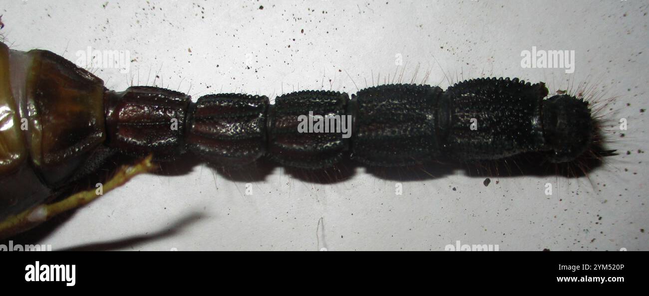 Parabuthus transvaalicus hi-res stock photography and images - Alamy