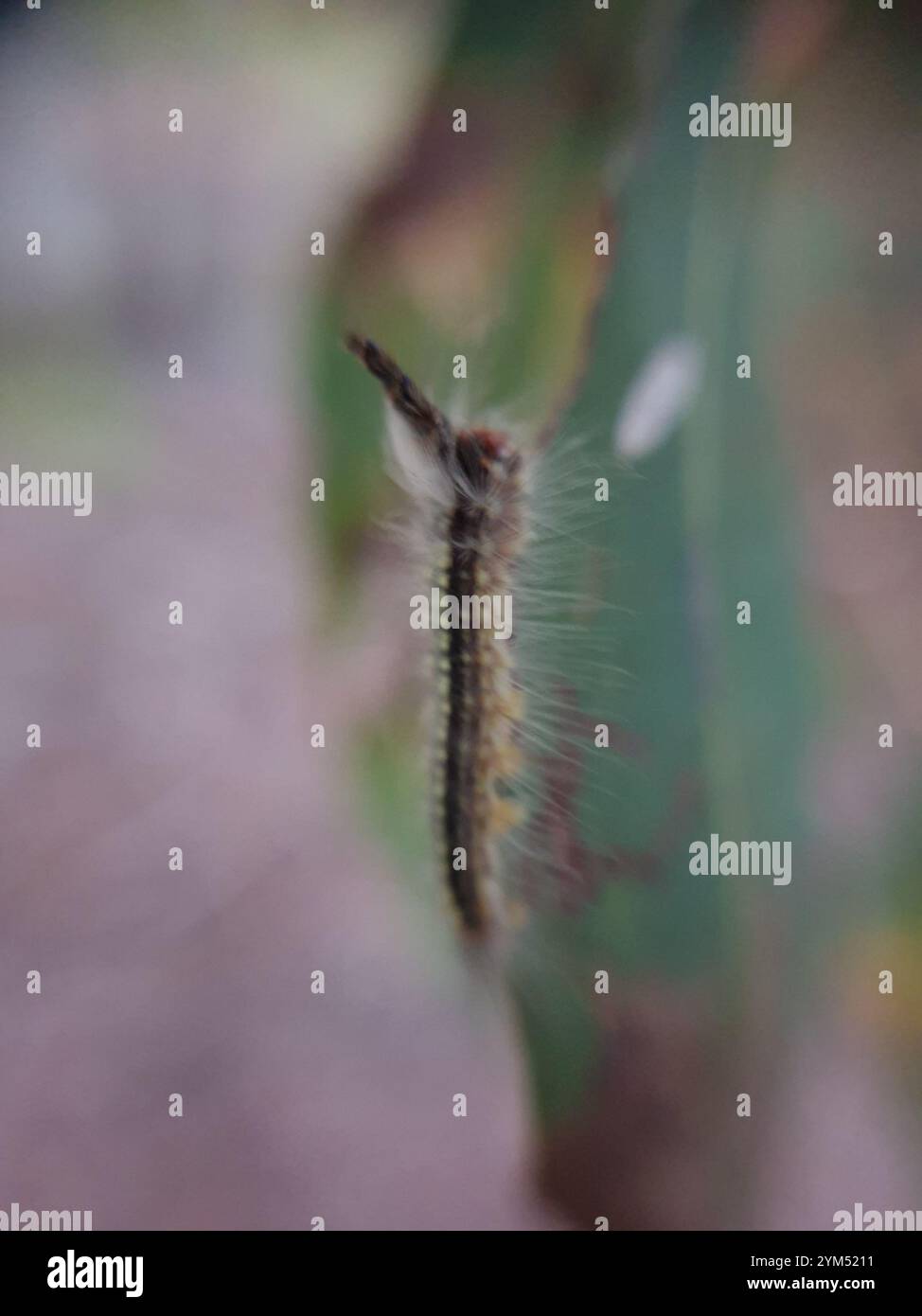 Leaf skeletonizer hi-res stock photography and images - Alamy