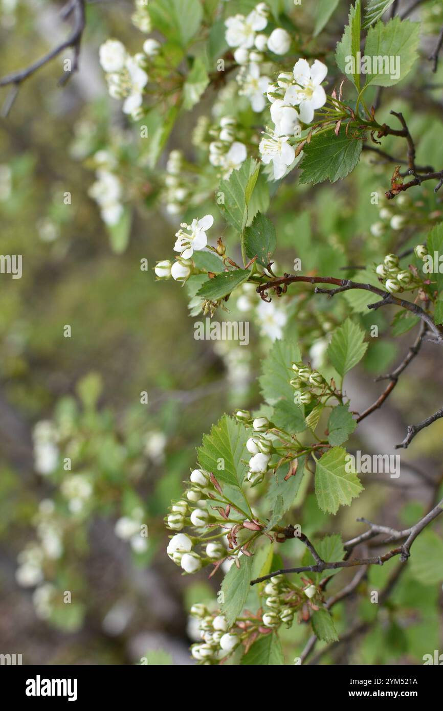 Glabrous-fruit Fireberry Hawthorn (Crataegus chrysocarpa phoeniceoides ...