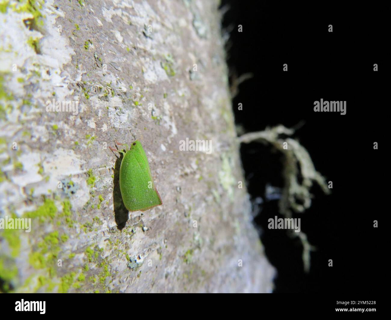 Torpedo Bug (Siphanta acuta Stock Photo - Alamy