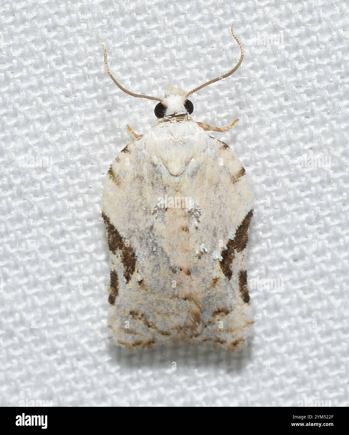 Bent-winged Acleris Moth (Acleris subnivana Stock Photo - Alamy