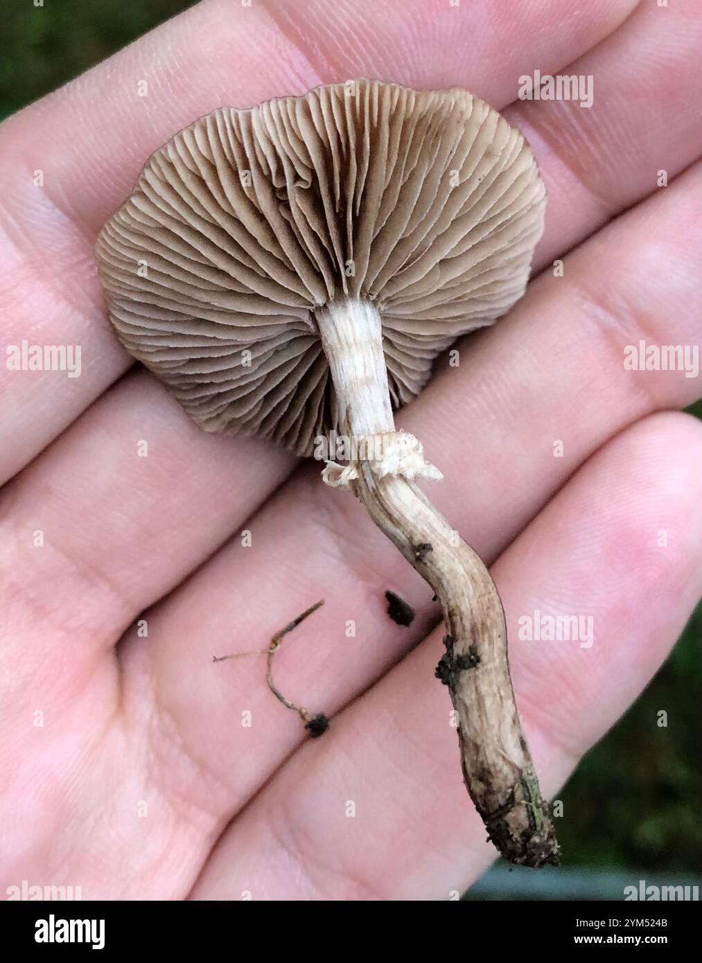 Cyclocybe erebia hi-res stock photography and images - Alamy