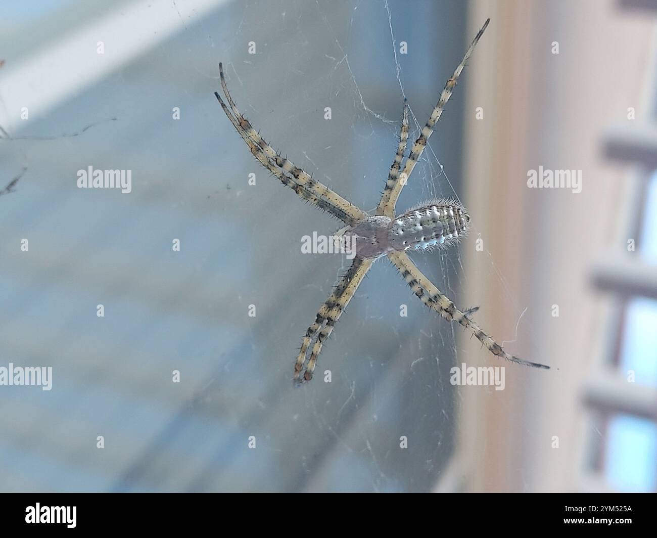 Banded Garden Spider (Argiope trifasciata Stock Photo - Alamy
