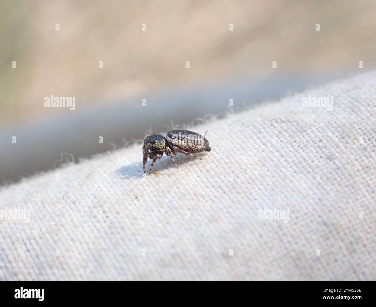 Leaf-beetle Jumping Spiders (Sassacus Stock Photo - Alamy
