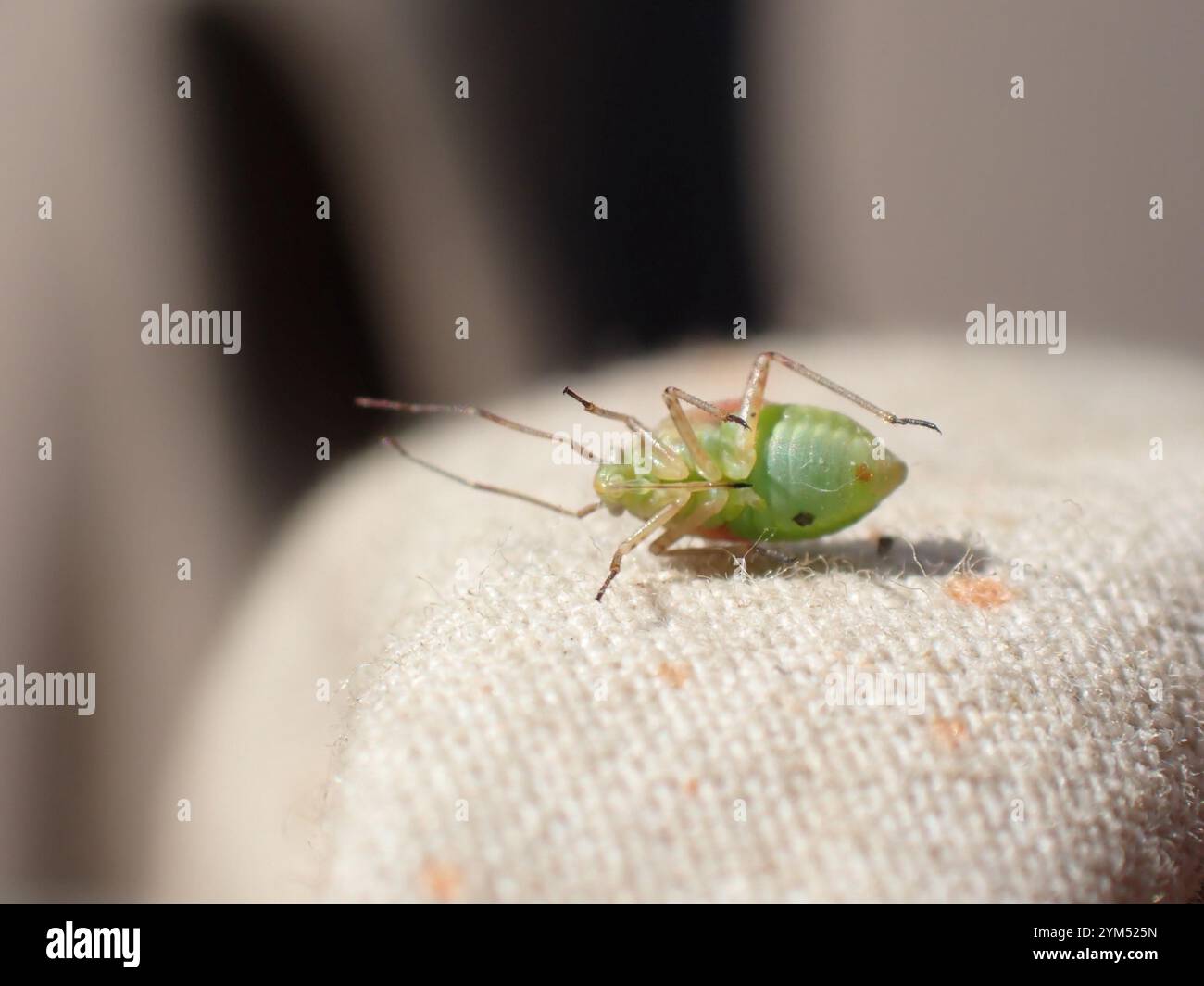 True Bugs (Heteroptera Stock Photo - Alamy
