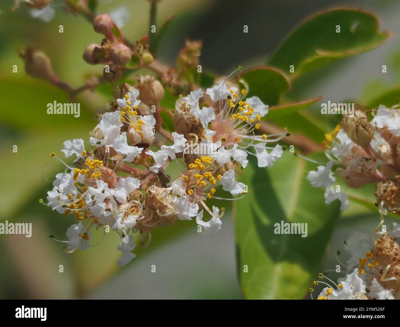 Subcostate Crape Myrtle (Lagerstroemia subcostata Stock Photo - Alamy