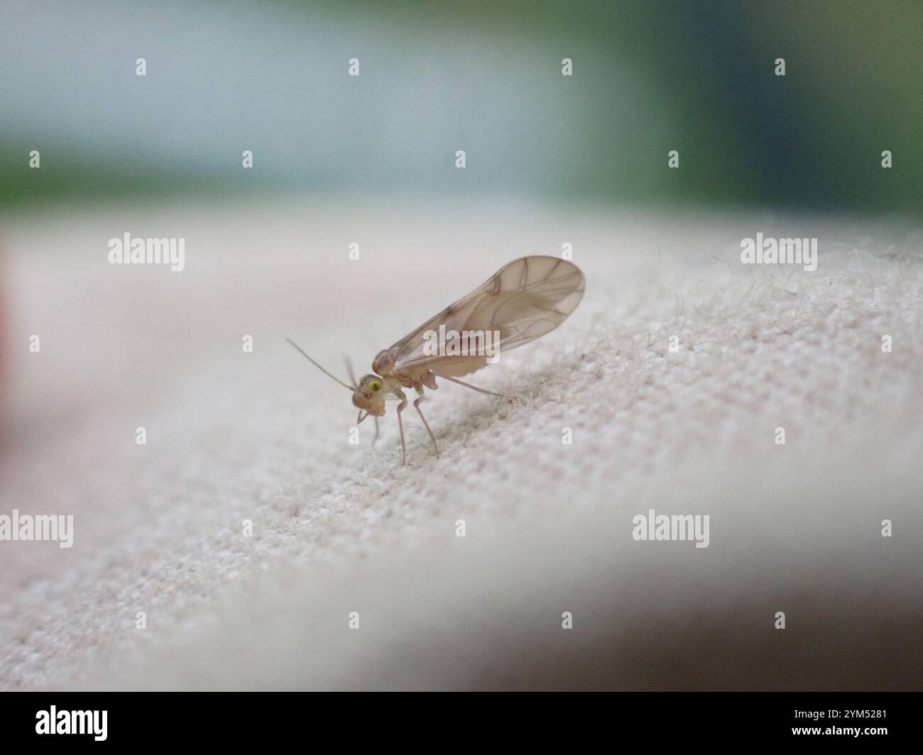 Barklice, Booklice, and Parasitic Lice (Psocodea Stock Photo - Alamy