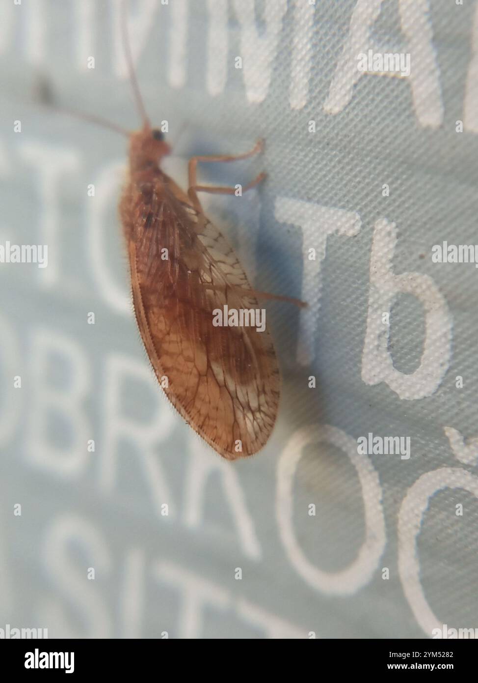 Angular Brunette Lacewing (Micromus angulatus Stock Photo - Alamy