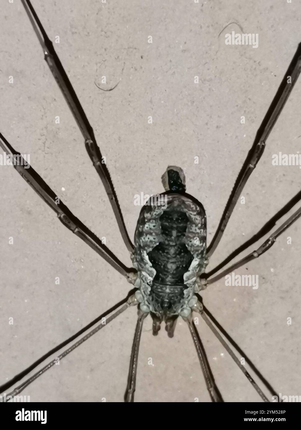 European Harvestman (Phalangium opilio Stock Photo - Alamy