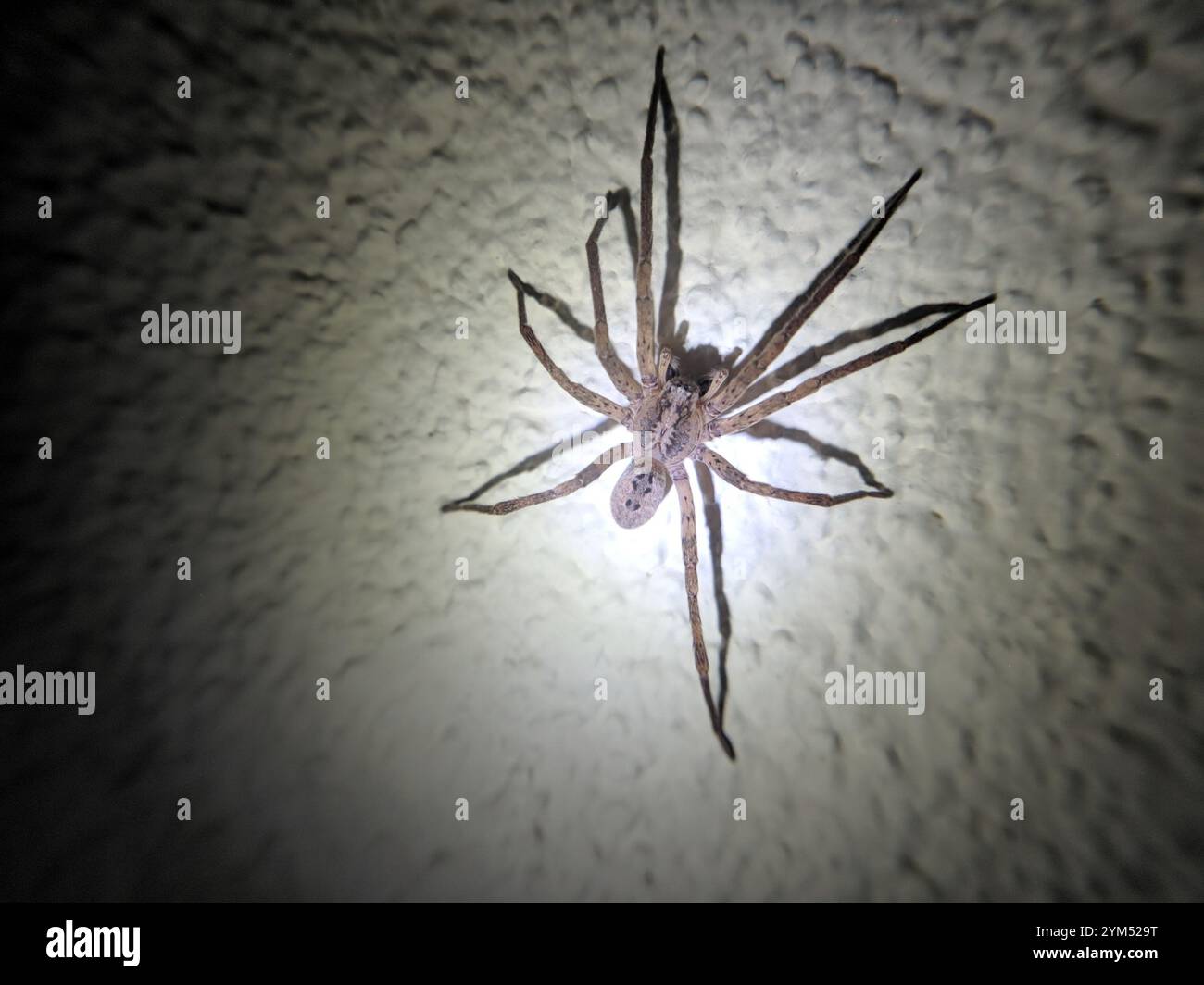 Mediterranean Spiny False Wolf Spider (Zoropsis spinimana Stock Photo ...