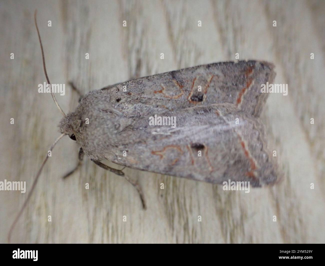Red-line Quaker (Agrochola lota Stock Photo - Alamy