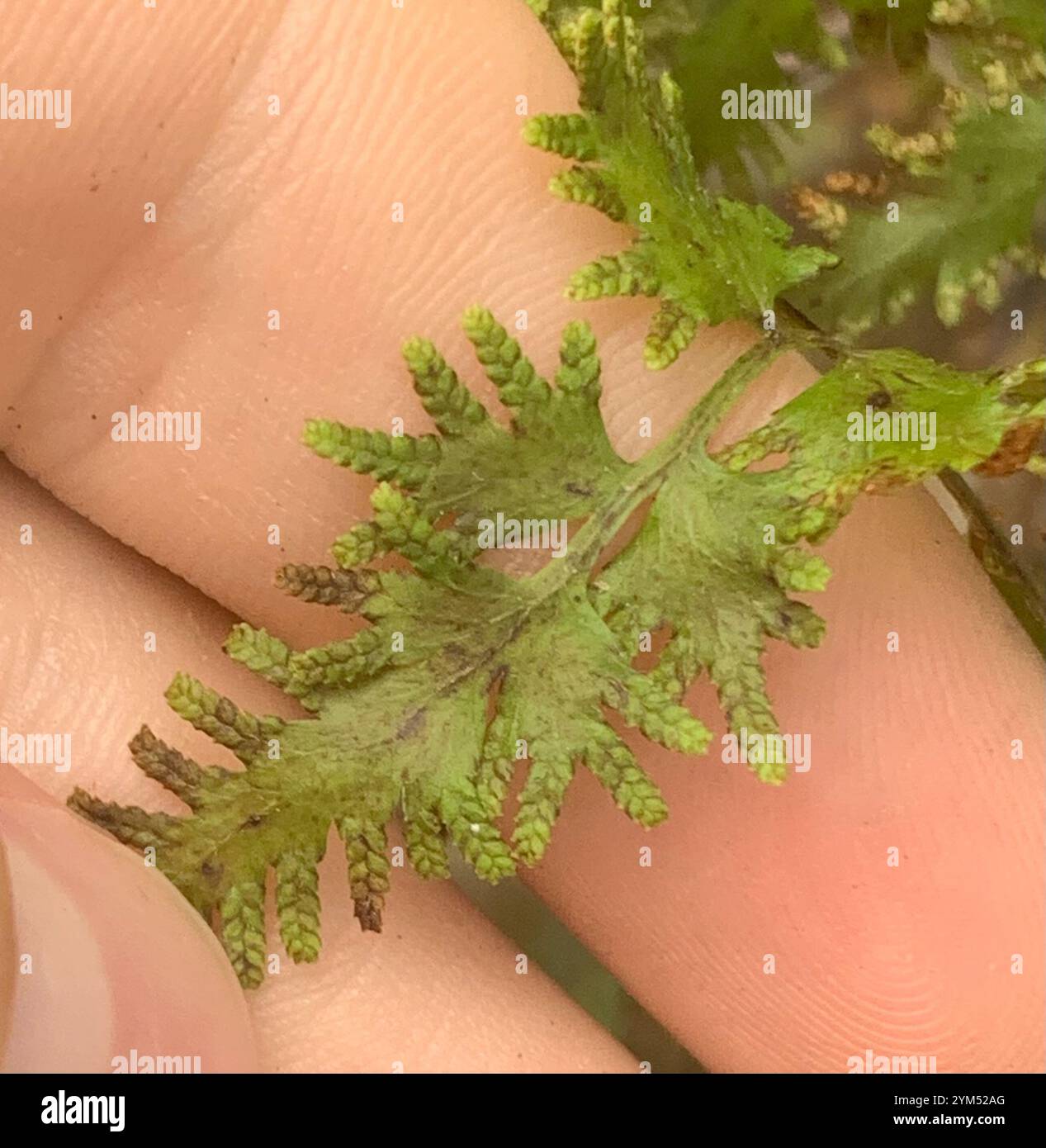 Japanese climbing fern (Lygodium japonicum Stock Photo - Alamy