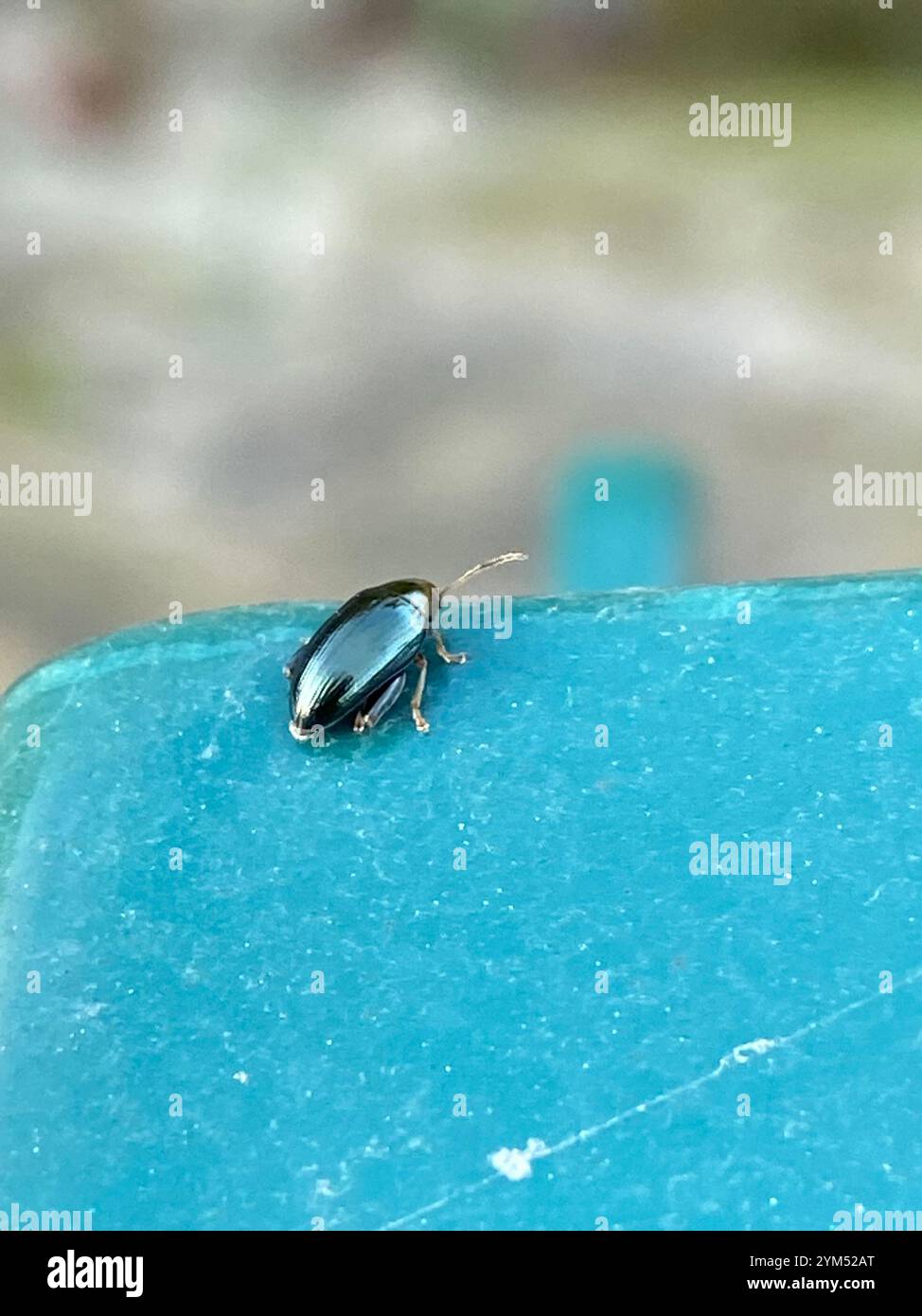Cabbage-stem flea beetle (Psylliodes chrysocephala Stock Photo - Alamy
