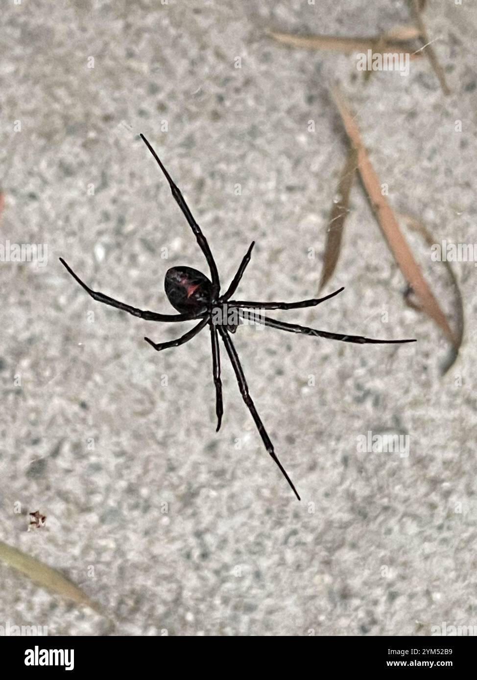 Western Black Widow (Latrodectus hesperus Stock Photo - Alamy