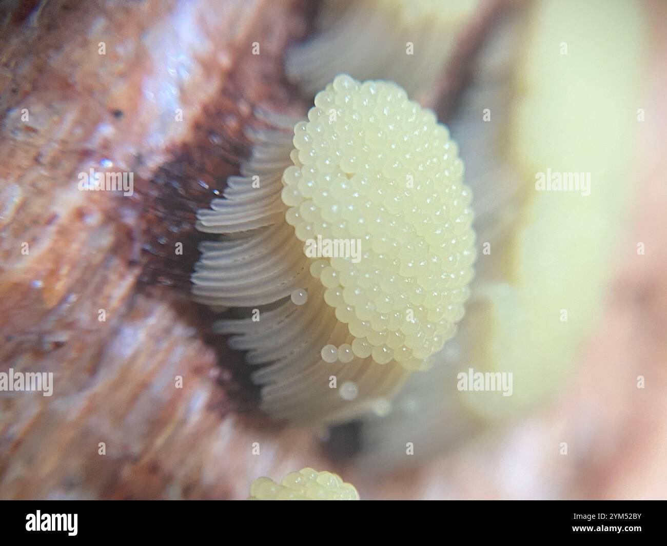 chocolate tube slime (Stemonitis splendens Stock Photo - Alamy