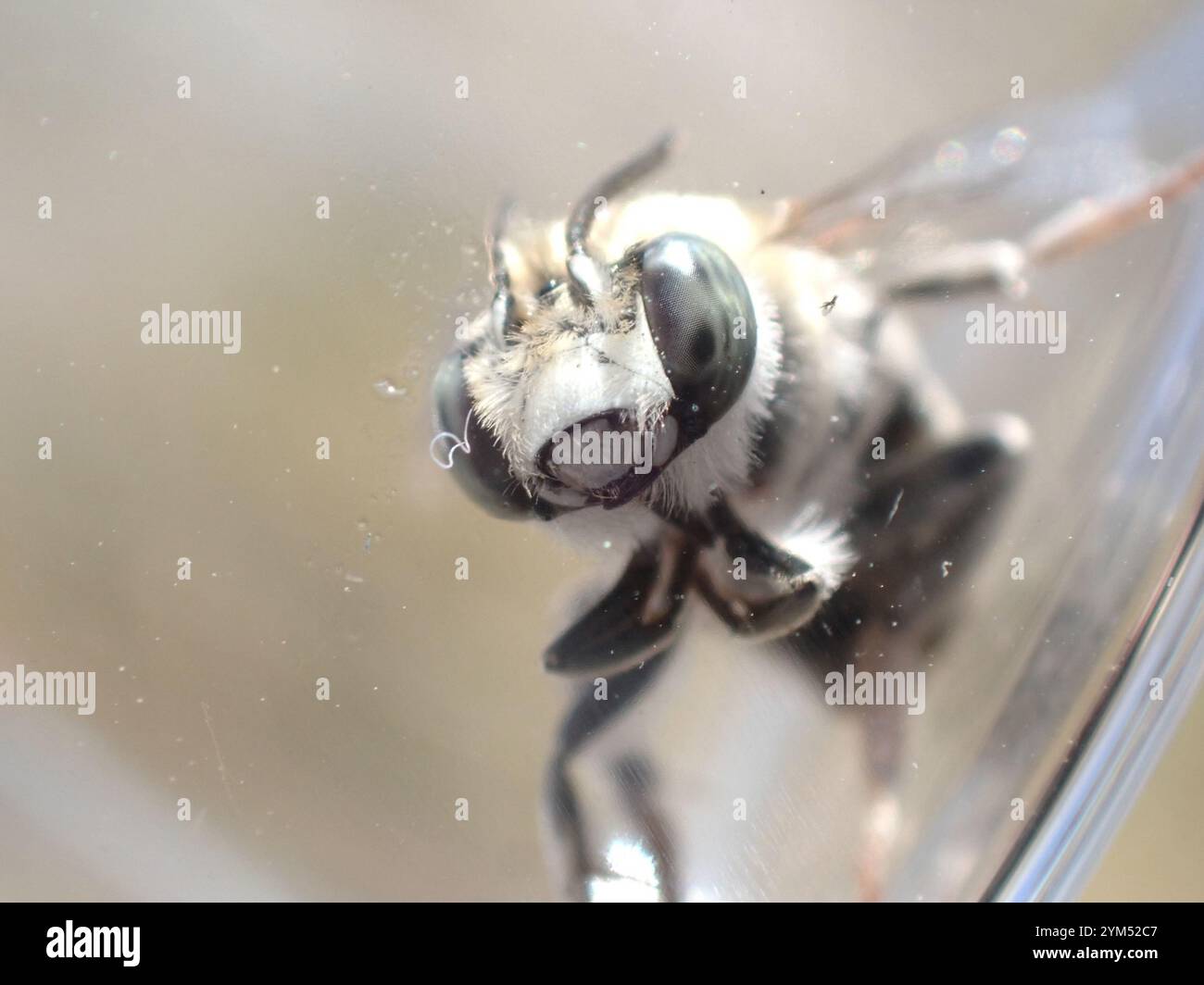 Anthophora urbana hi-res stock photography and images - Alamy