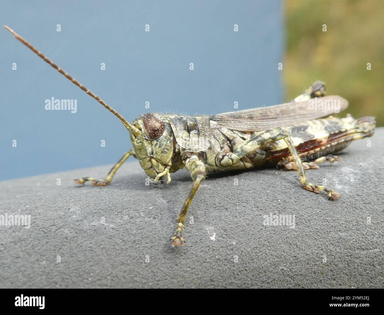 Pine tree Spur-throat Grasshopper (Melanoplus punctulatus Stock Photo ...