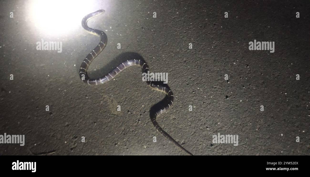 Common Krait (Bungarus caeruleus Stock Photo - Alamy