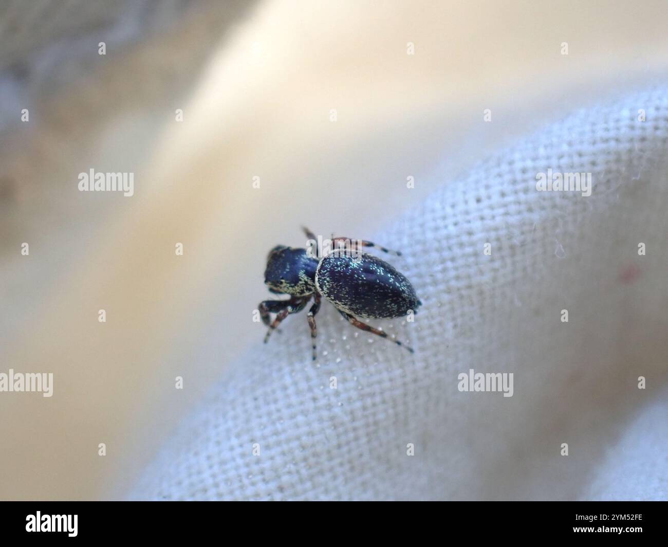 Leaf-beetle Jumping Spiders (Sassacus Stock Photo - Alamy