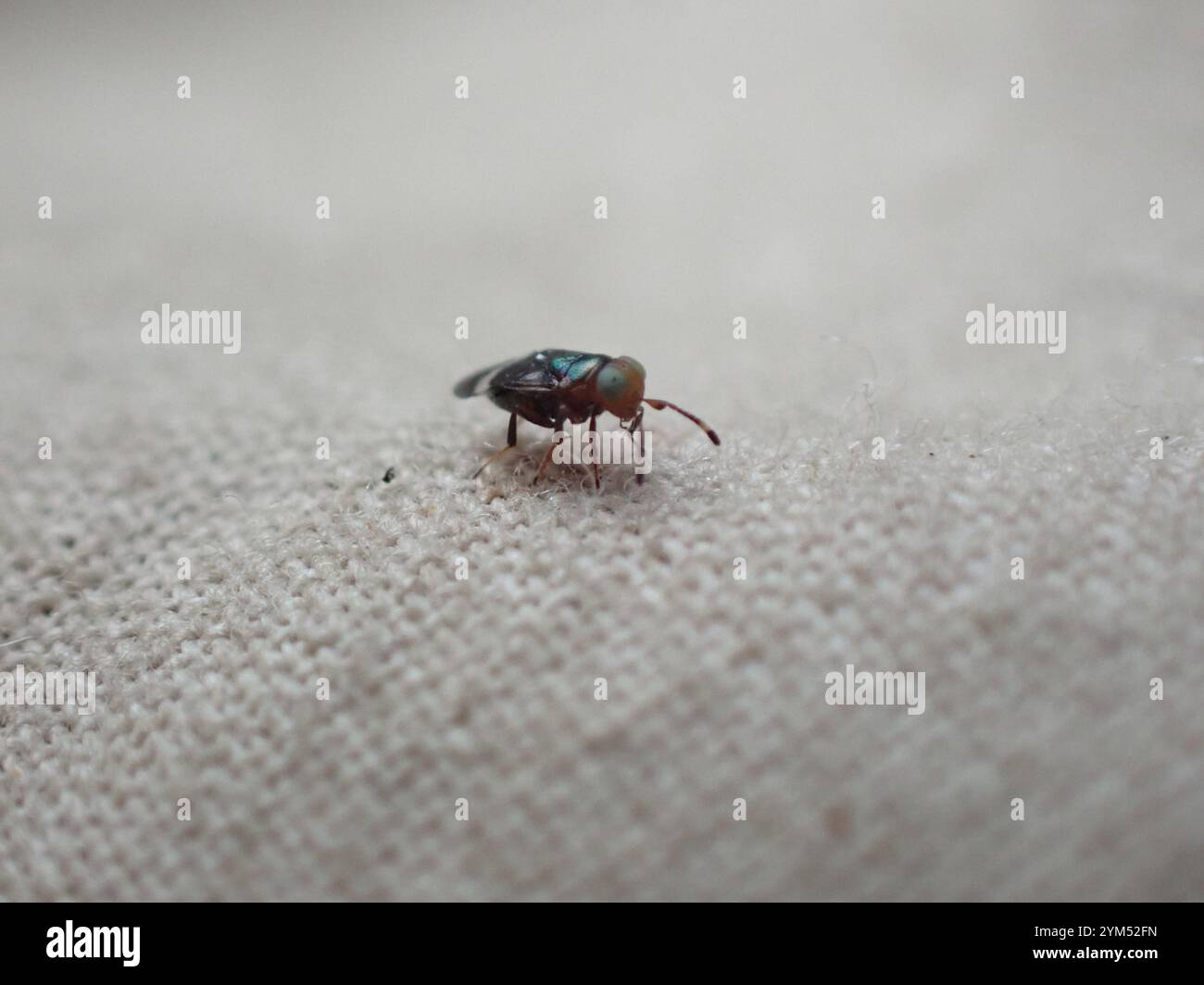 Encyrtidae hi-res stock photography and images - Alamy
