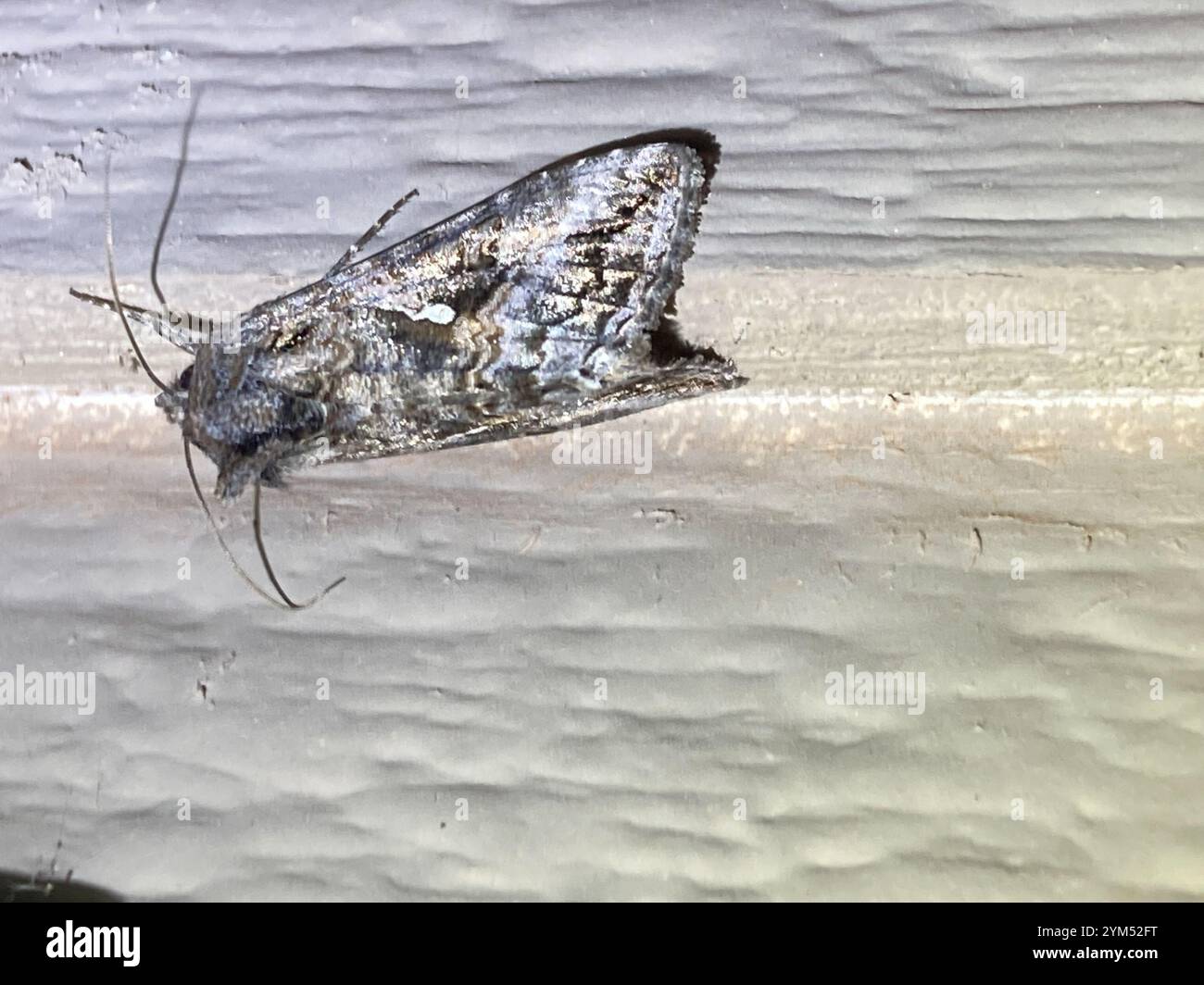 Plusiine Looper Moths (Plusiinae Stock Photo - Alamy