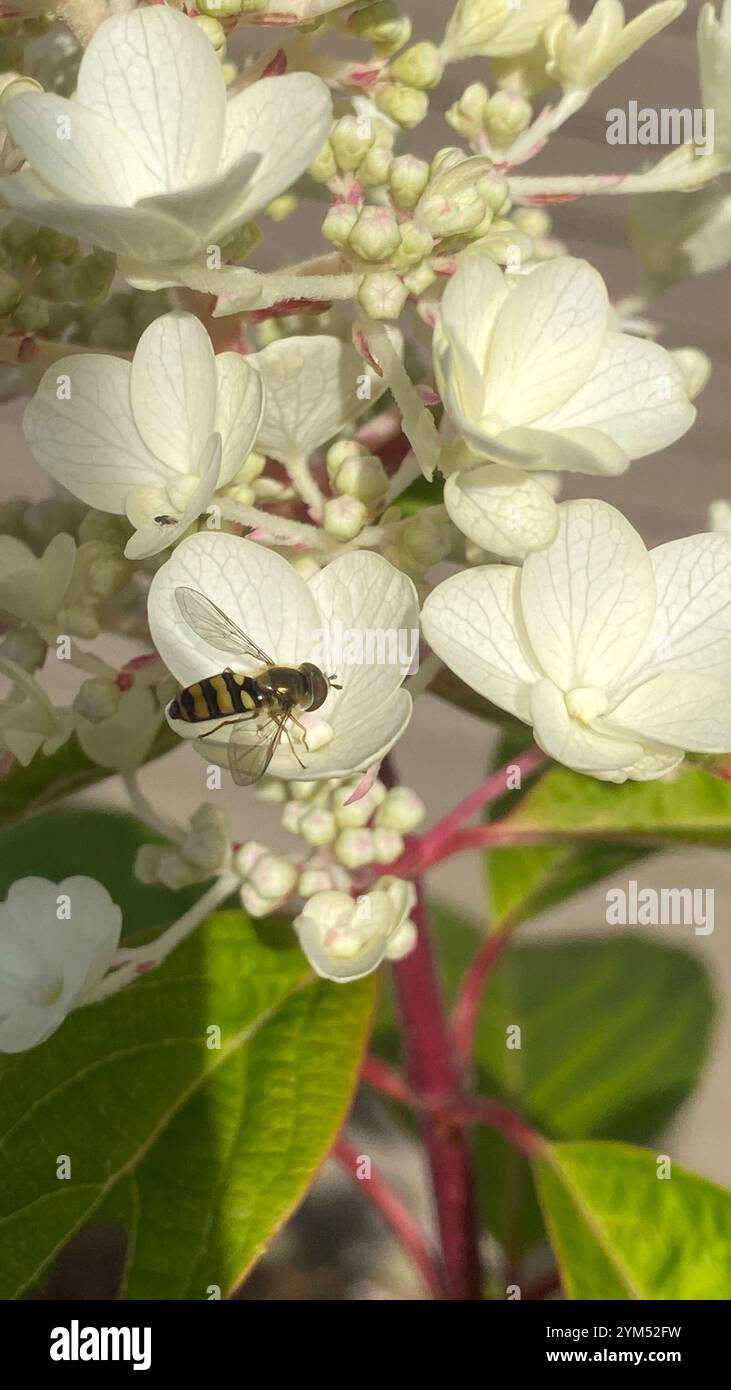 Long-tailed Aphideater Complex (Eupeodes americanus Stock Photo - Alamy