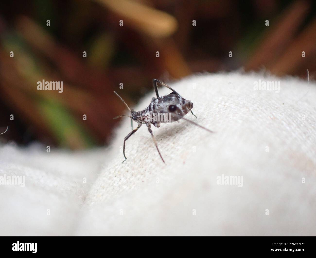 Giant Conifer Aphids (Cinara Stock Photo - Alamy