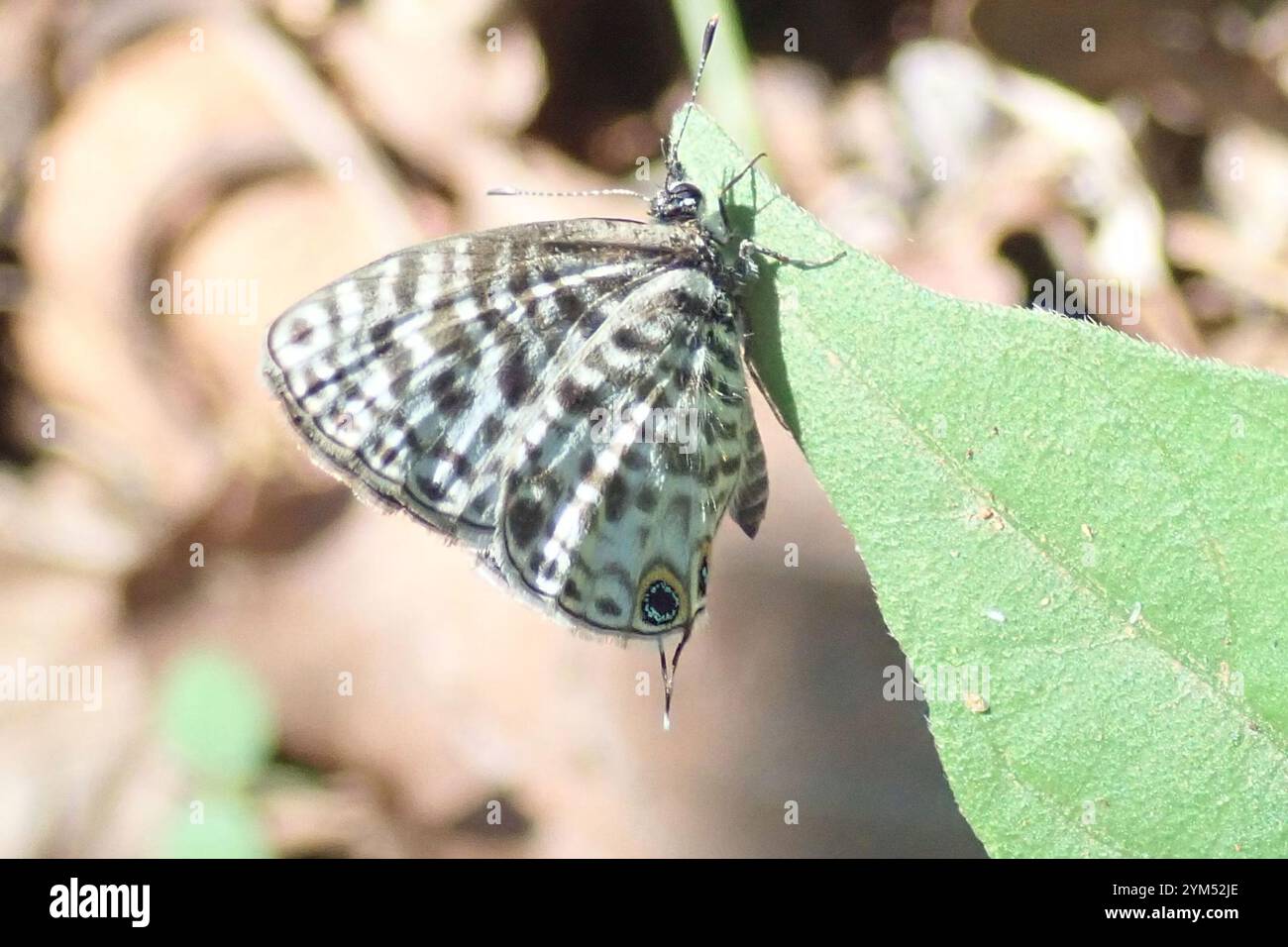 Common Blue Complex (Leptotes pirithous Stock Photo - Alamy