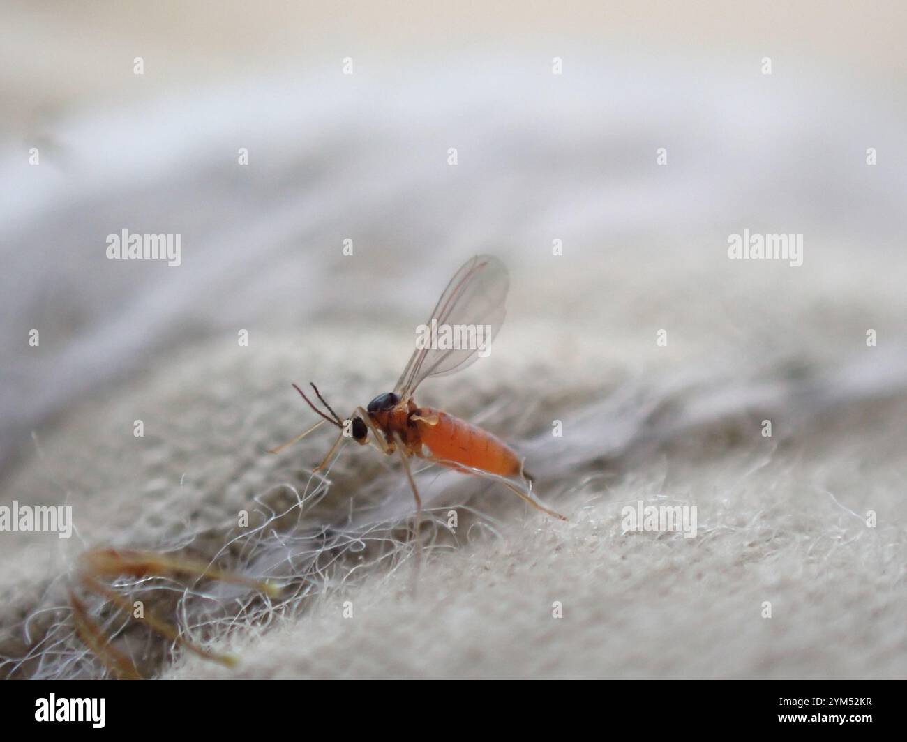 Fungus Gnats and Gall Midges (Sciaroidea Stock Photo - Alamy