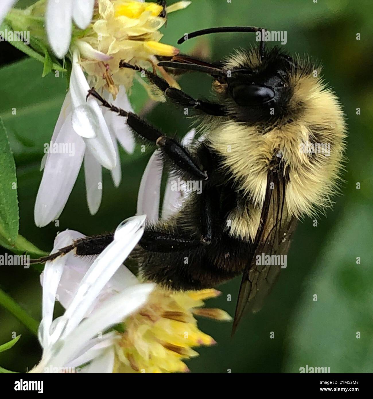 Common Eastern Bumble Bee (Bombus impatiens Stock Photo - Alamy