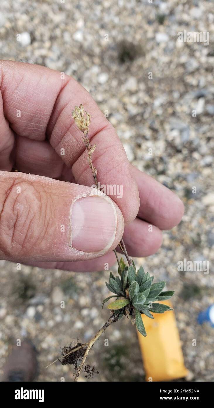 Smooth Rockcress (Braya glabella Stock Photo - Alamy