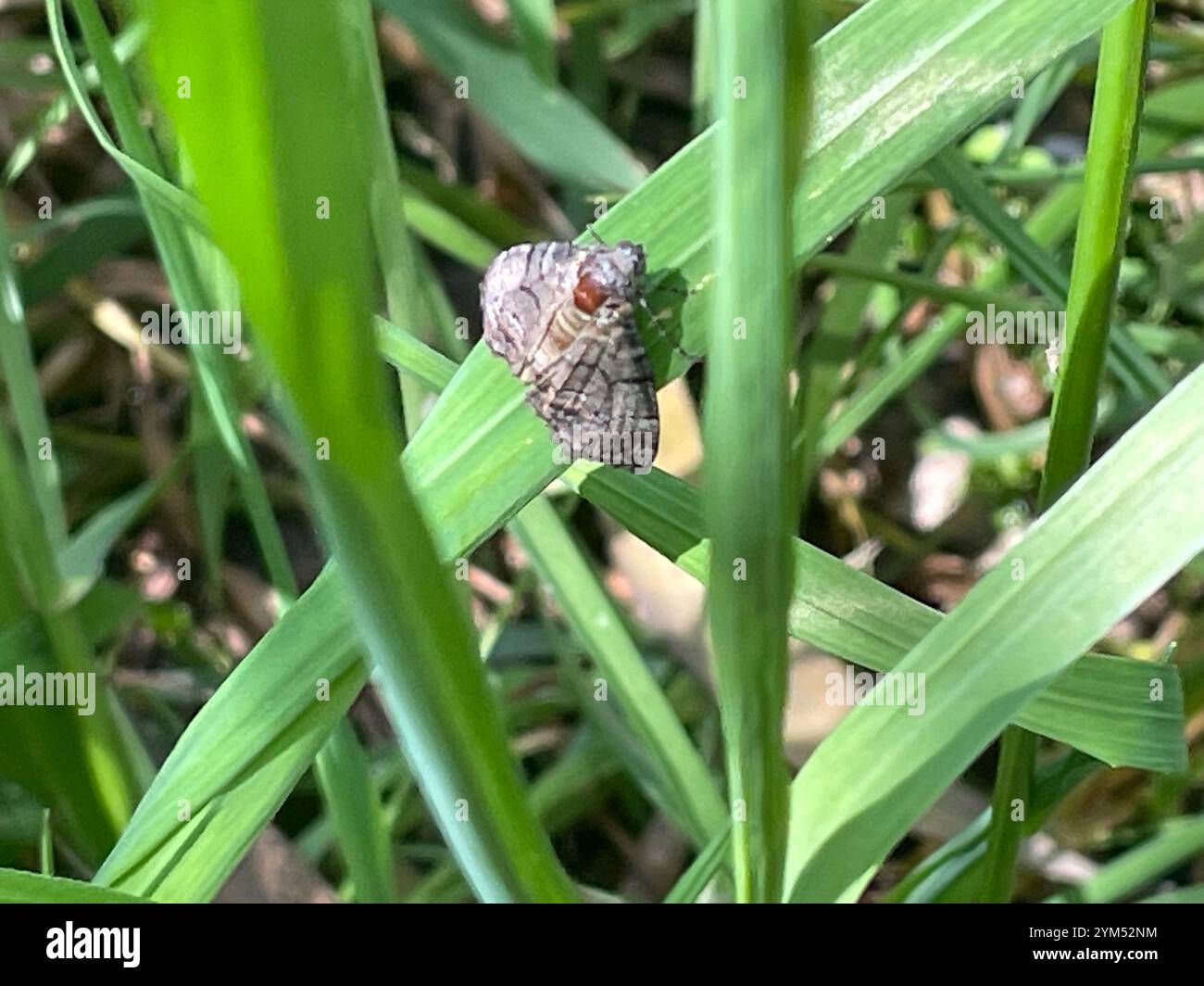 Geometer Moths (Geometridae Stock Photo - Alamy